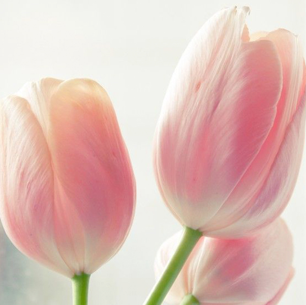 tulipa-rosa - Vamos Receber