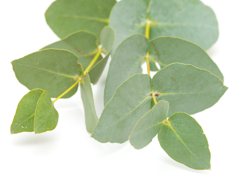 O PERFUMADO EUCALIPTO - Vamos Receber